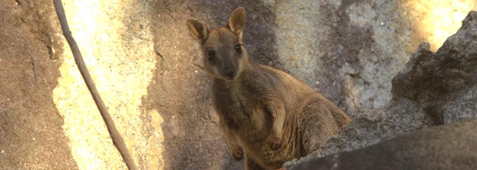 Home | Eyes on Wildlife Birding & Wildlife Tours Australia | Atherton ...